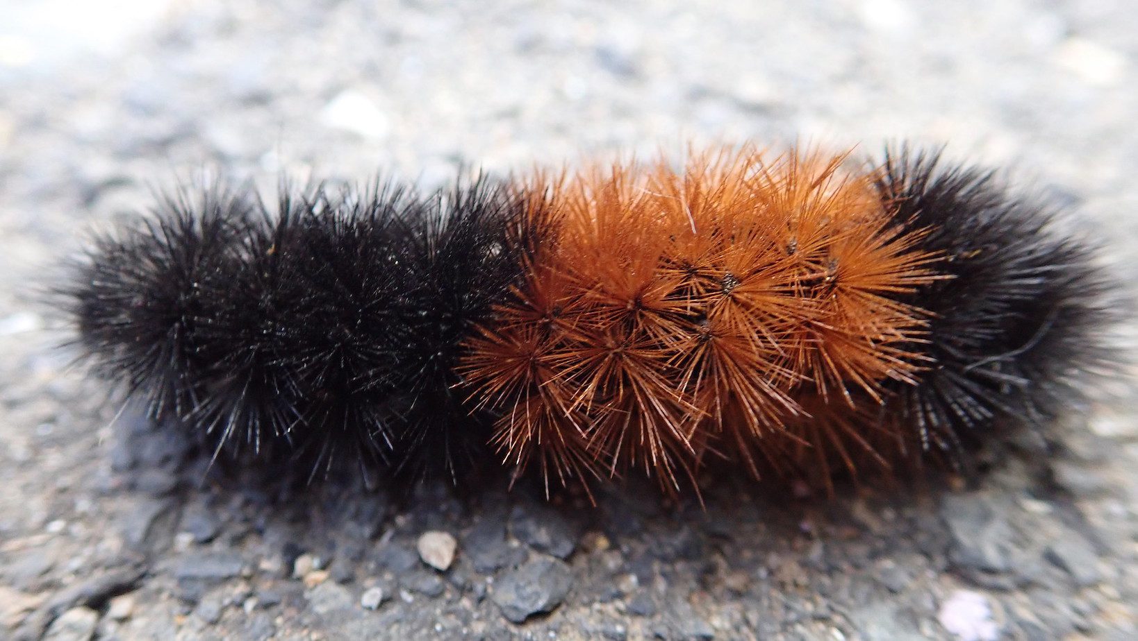 Photo Friday Black Orange And Fuzzy All Over FISHBIO Fisheries 