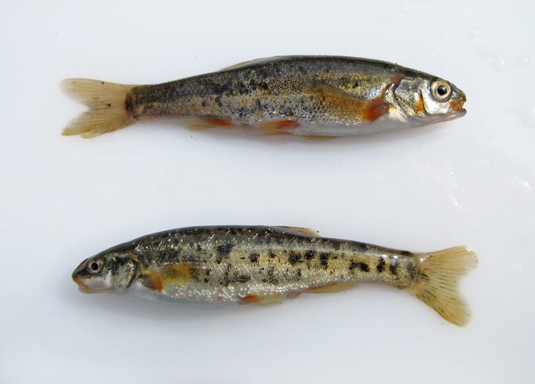 About face: Speckled dace and California roach