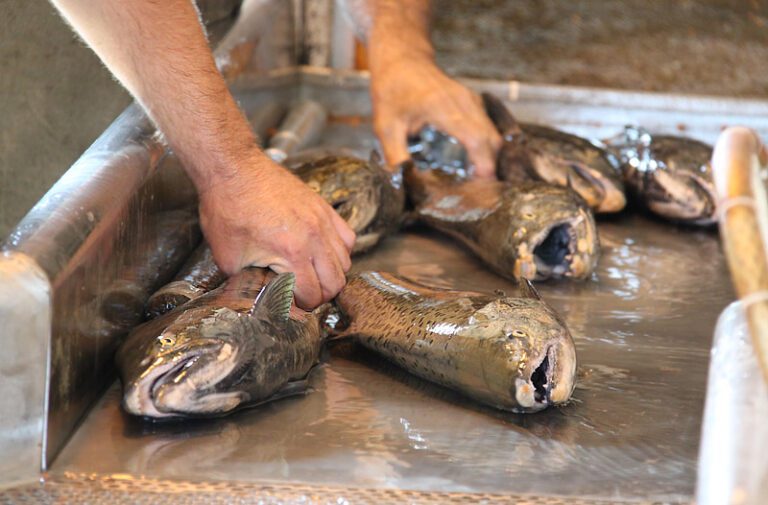 Fall-run Chinook salmon escapement