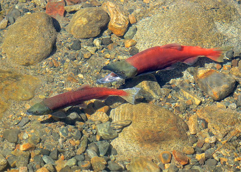 Kokanee Salmon - FISHBIO | Fisheries Consultants