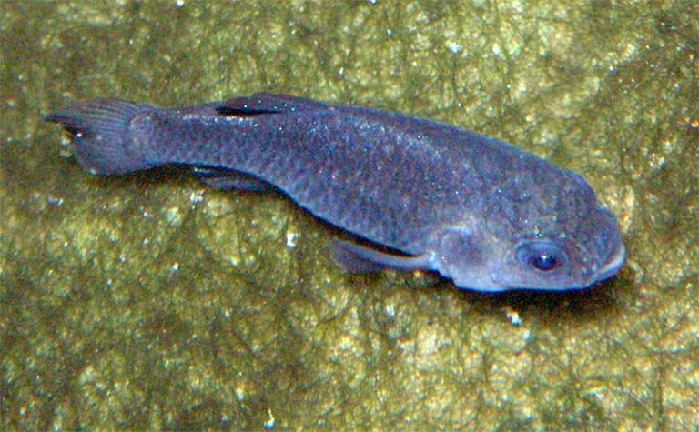 The Devils Hole Pupfish: Living on the Edge