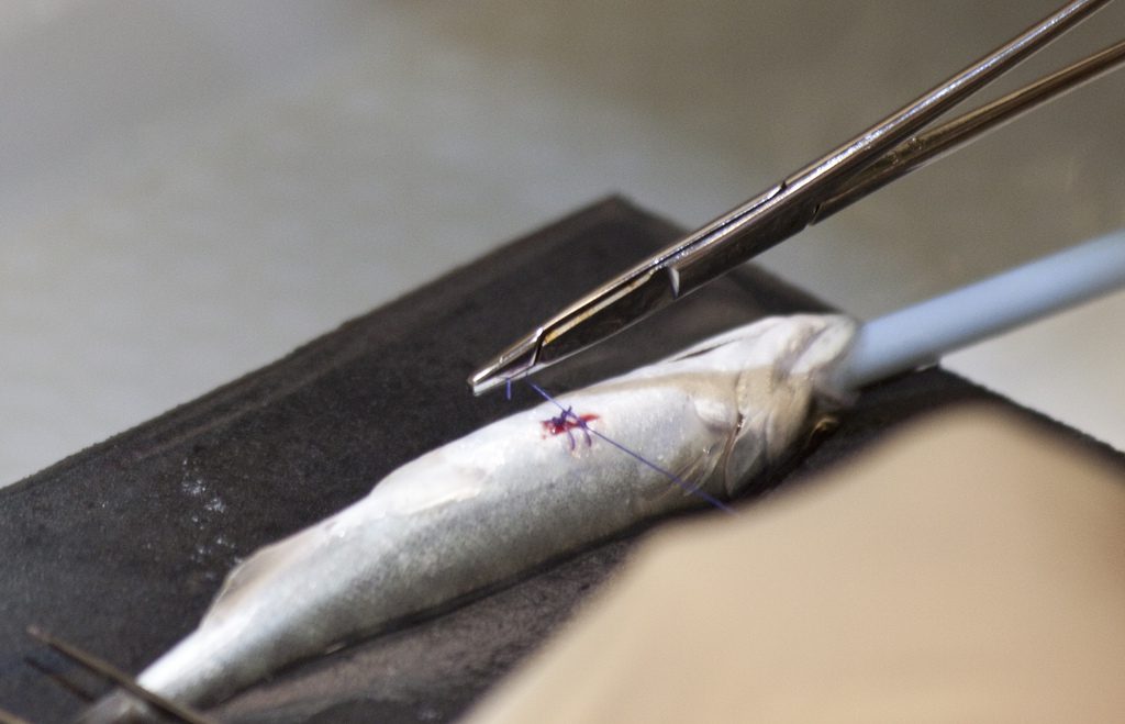 2009 VAMP Fish Tagging - FISHBIO | Fisheries Consultants