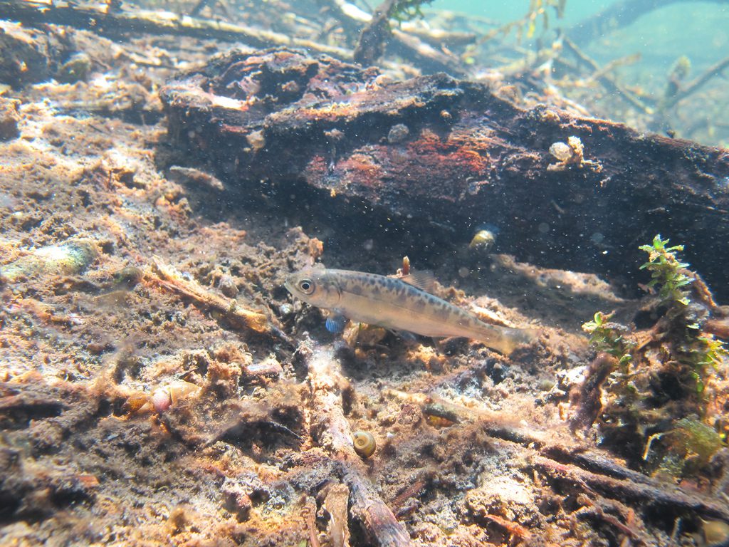 Juvenile Chinook Habitat - FISHBIO | Fisheries Consultants
