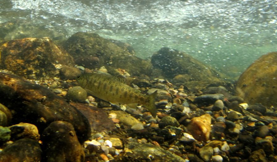 The science of fish sounds: a symphony aquatic