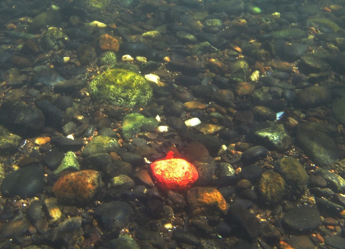 Hydrogeomorphic Influences on Fish Habitat - FISHBIO | Fisheries ...