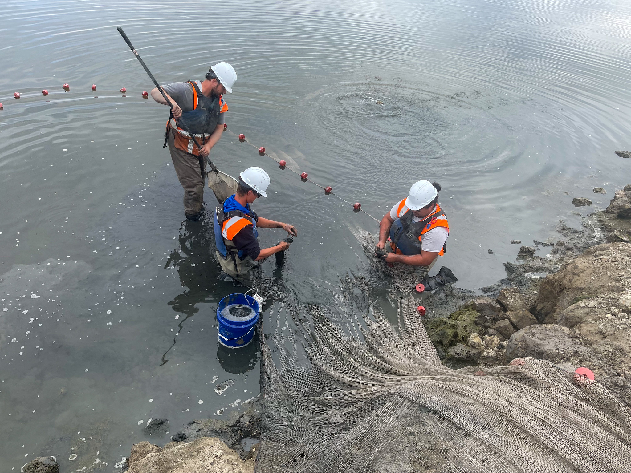Fish Rescues