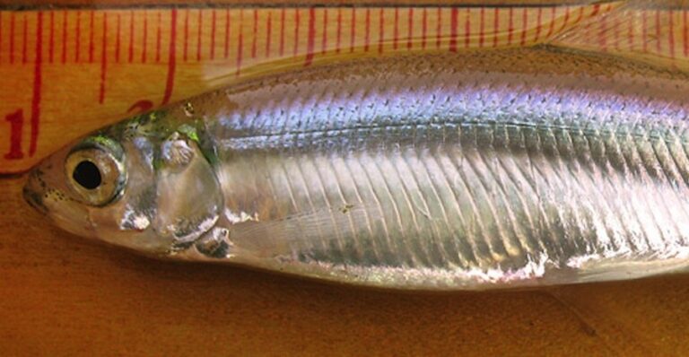 The uncertain future of delta smelt