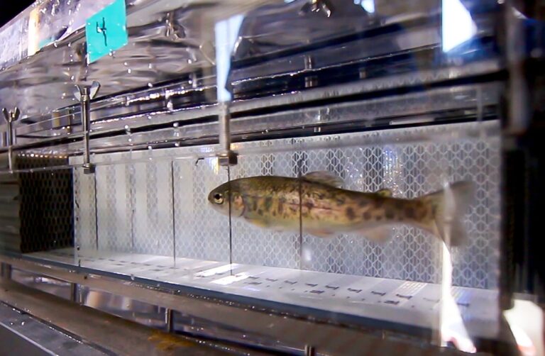 Heart stopping Science The Importance Of Fish Physiology heart-stopping-science-the-importance-of-fish-physiology