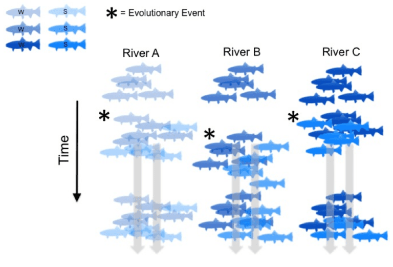 The Parallel Evolution Puzzle