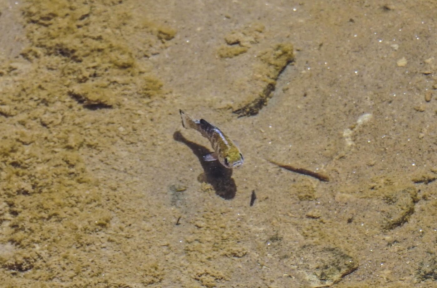 Hot and salty - the Salt Creek pupfish