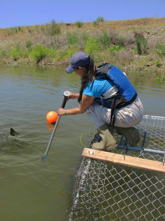 Super Sharks: The Ultimate Salmon Predator Predators