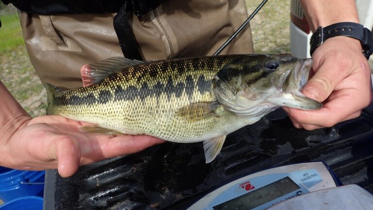 Spotted Bass - FISHBIO | Fisheries Consultants