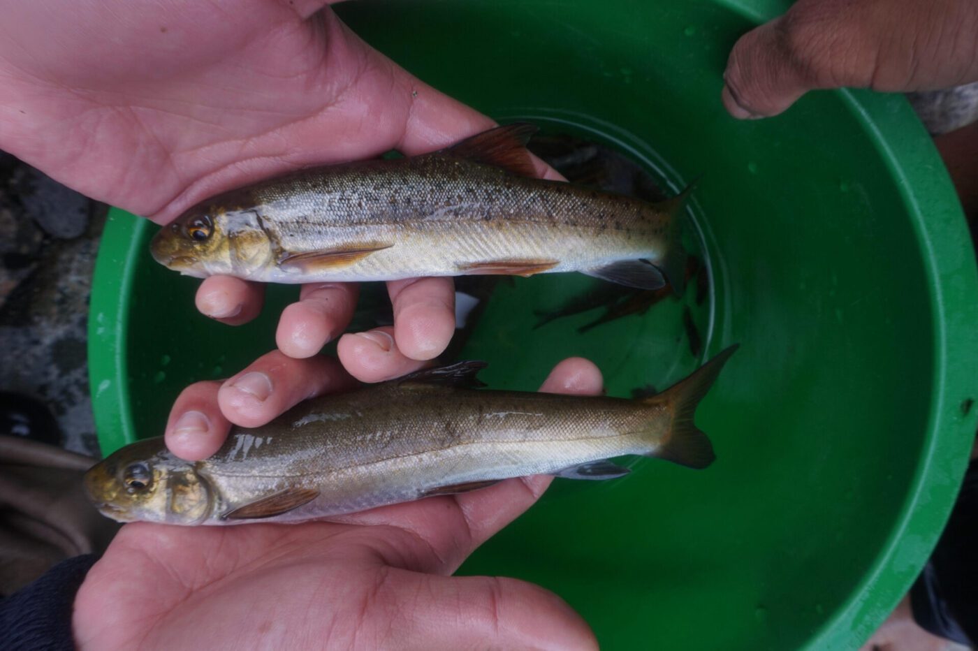 Myanmar’s Mountain Fishes - FISHBIO | Fisheries Consultants