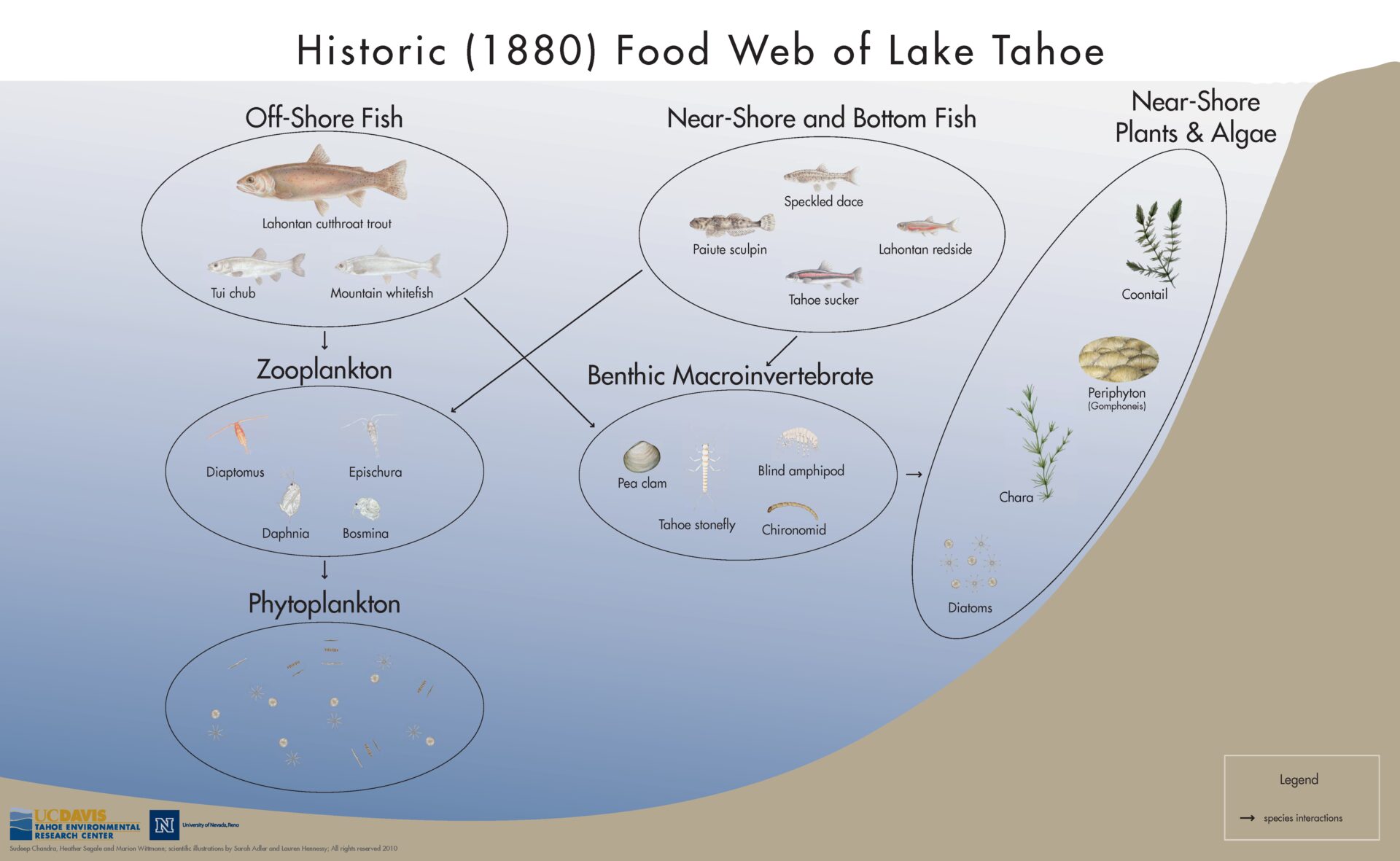 Lake Food Chain Diagram Representative Food Web In Arctic Lakes (24).