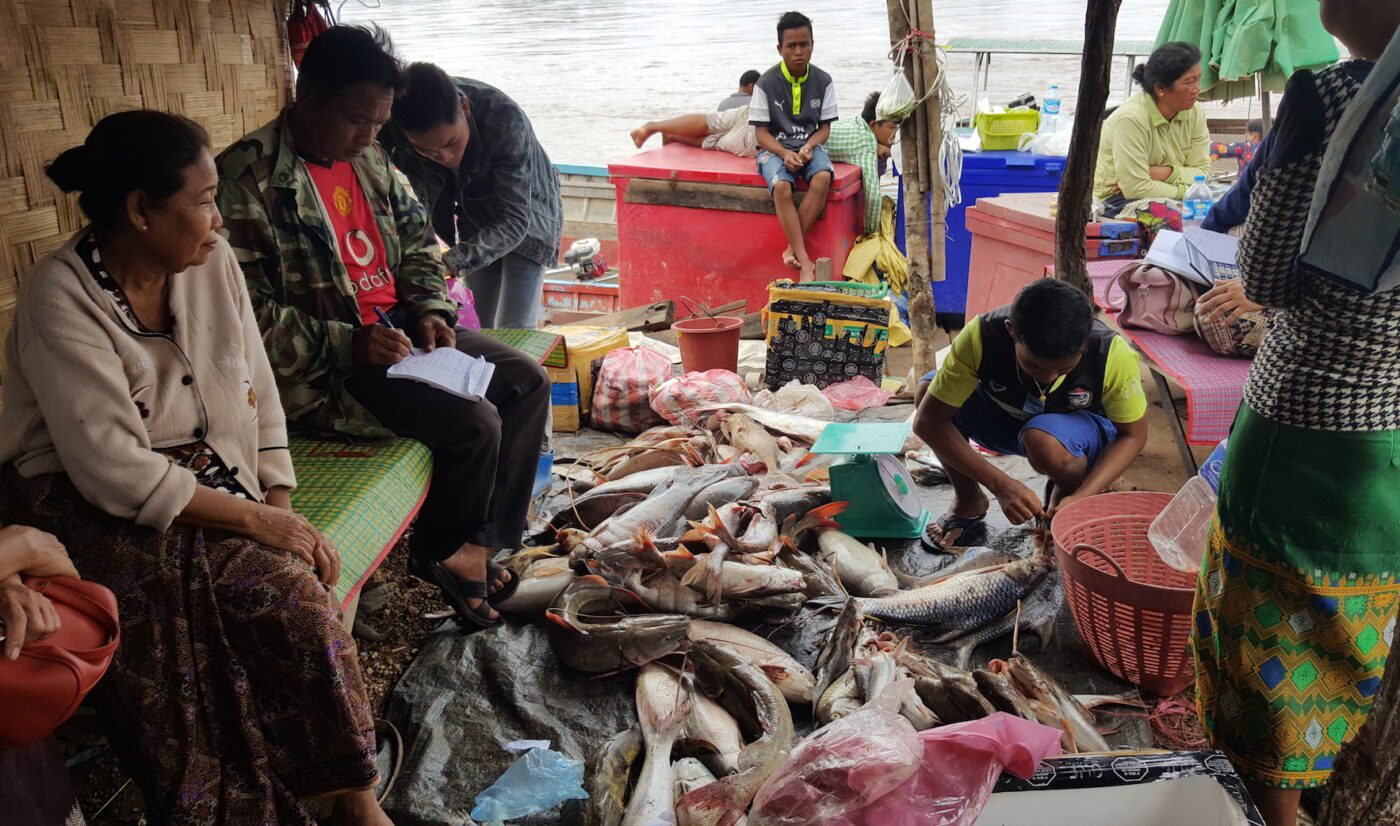 Fish Landing in Laos - FISHBIO | Fisheries Consultants