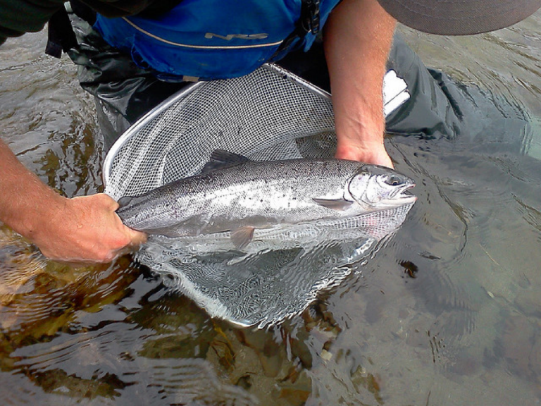 Steelhead spa: pampering can promote future spawning - FISHBIO ...