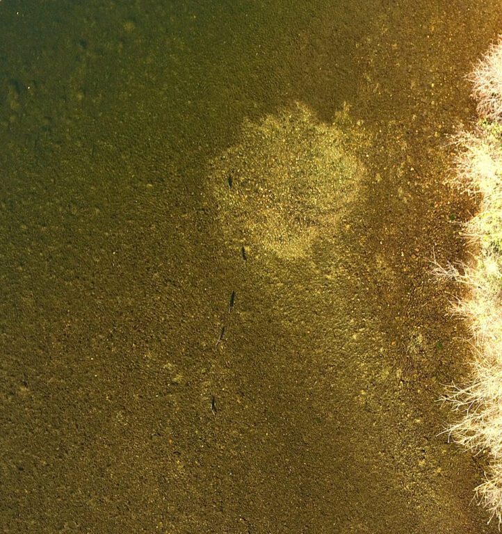 Spotting Redds — Flashback Friday - FISHBIO | Fisheries Consultants