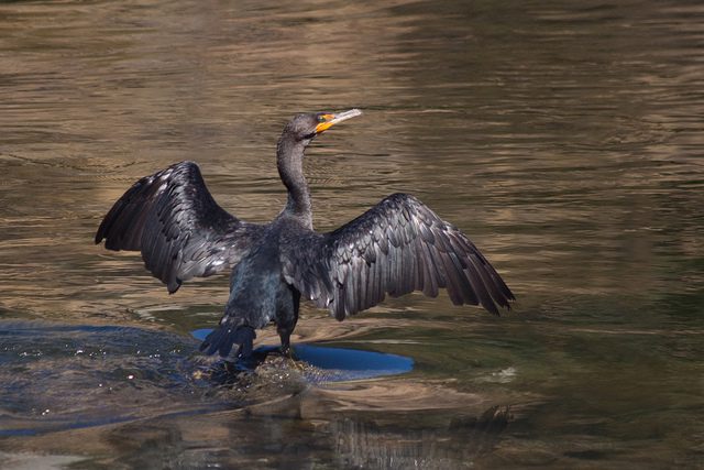Birds of a Feather Prey Together - FISHBIO | Fisheries Consultants