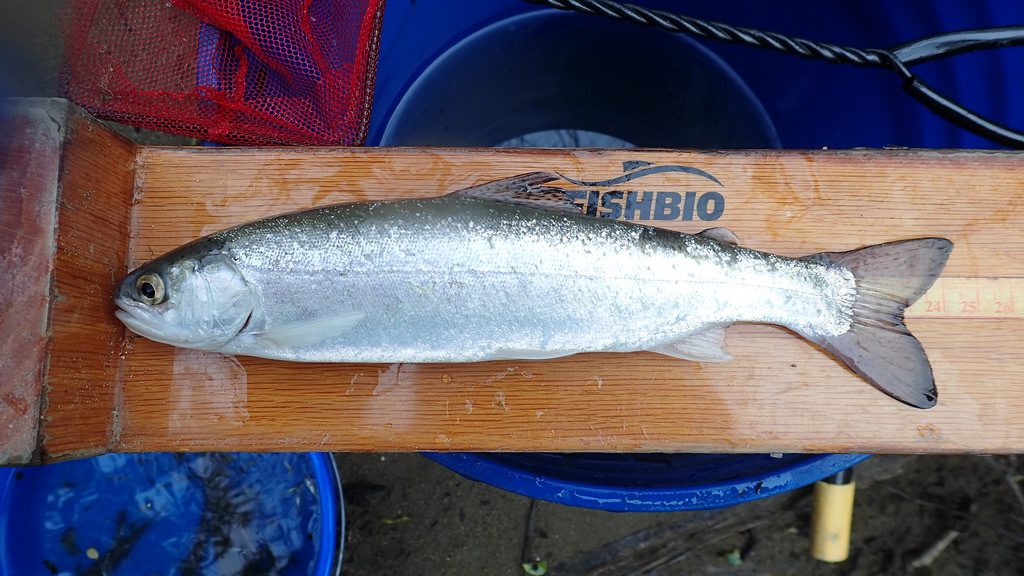 Changing Genes: Studying Steelhead in San Francisco Bay Streams ...