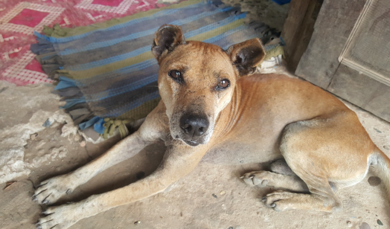 Hunting Dogs of Laos
