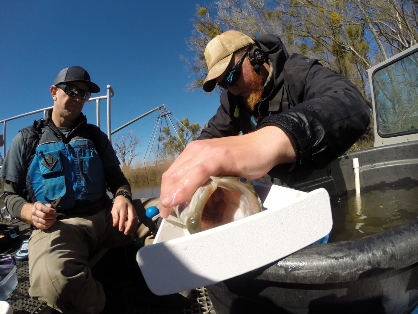 Photo Friday: Fish Lips - FISHBIO | Fisheries Consultants