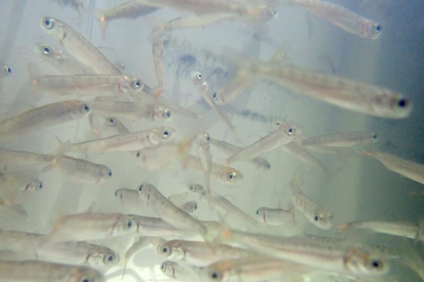 Chinook Salmon Diversity — Flashback Friday - FISHBIO | Fisheries ...