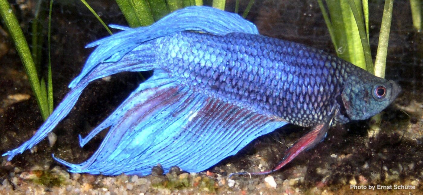 Betta Bots Decipher the Language of Love - FISHBIO | Fisheries Consultants