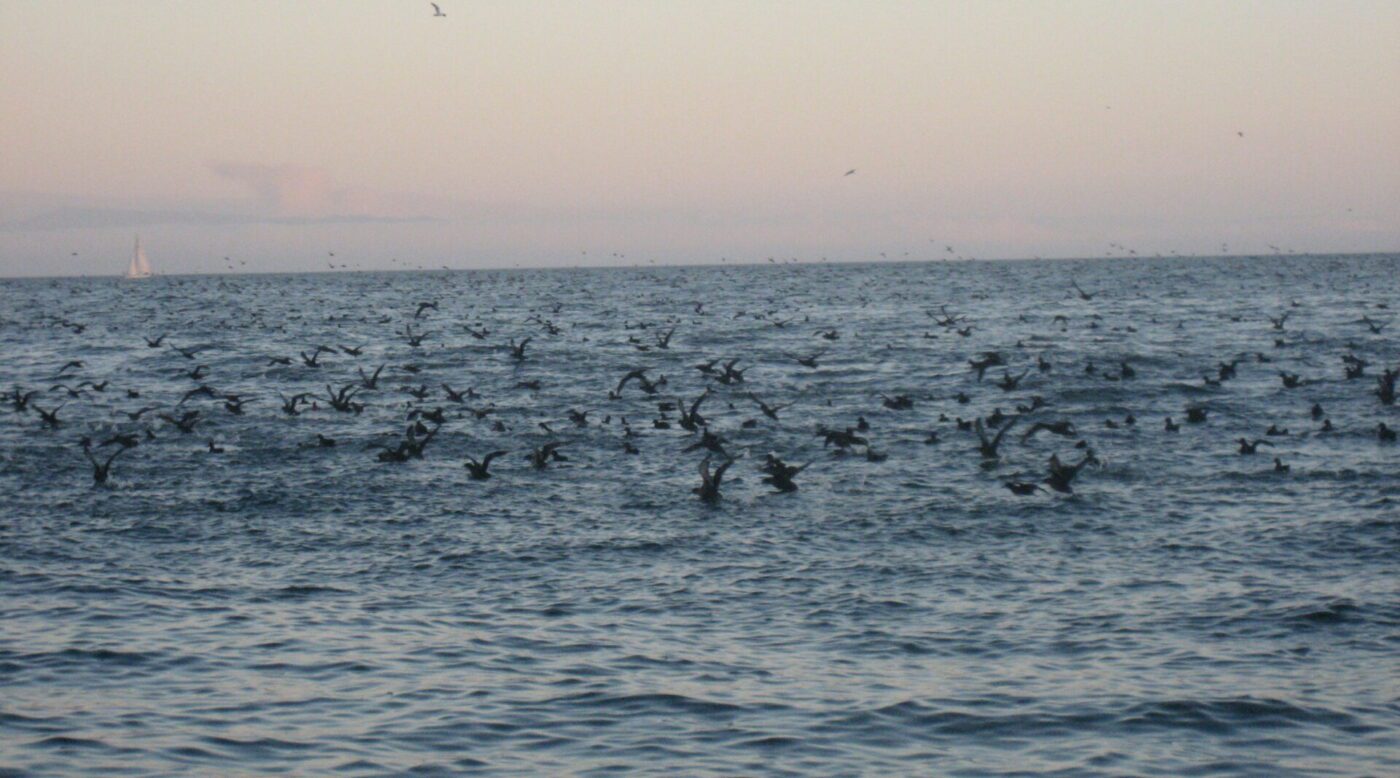 Bird Bonanza: Sooty Shearwater Migration - FISHBIO | Fisheries Consultants