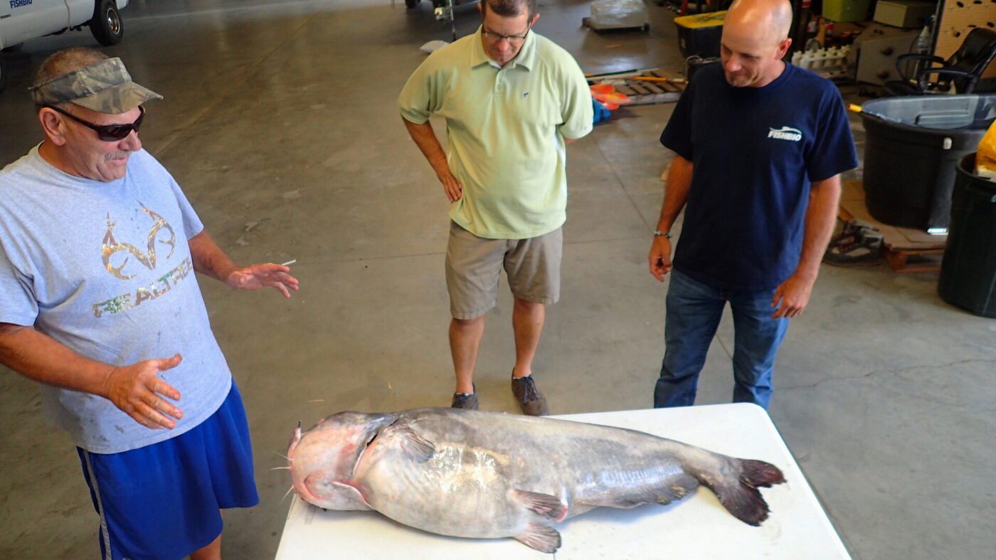 World Record Weigh-in for Monstrous Mystery Fish - FISHBIO | Fisheries ...