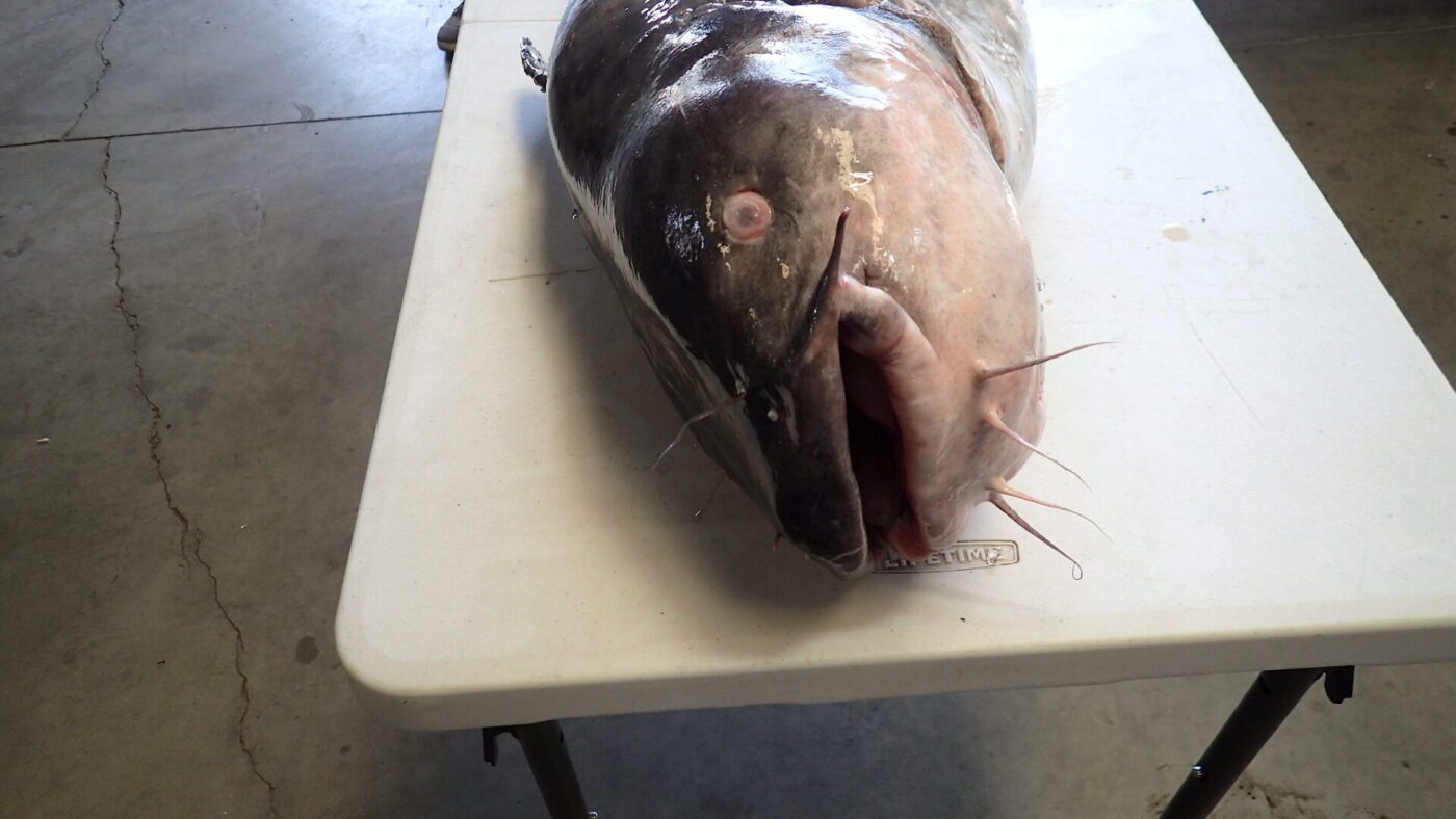 World Record Weigh-in for Monstrous Mystery Fish - FISHBIO | Fisheries ...