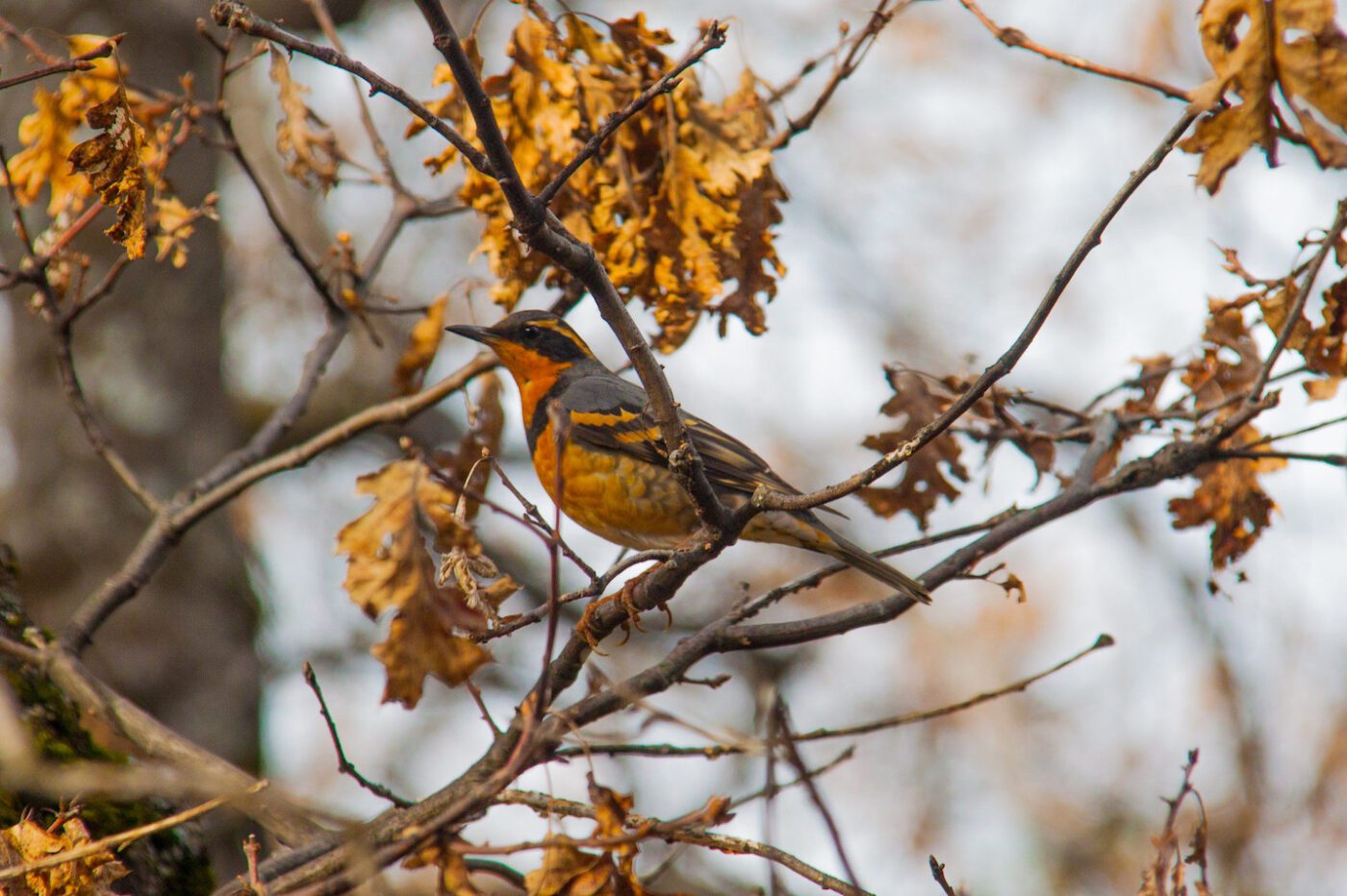 The Vibrant, Vivacious, Varied Thrush - FISHBIO | Fisheries Consultants