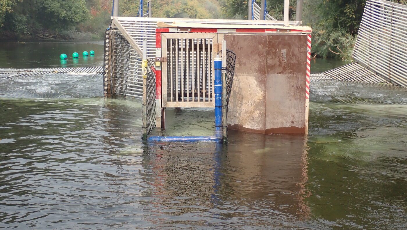 A Beginner’s Guide to PIT Tags - FISHBIO | Fisheries Consultants