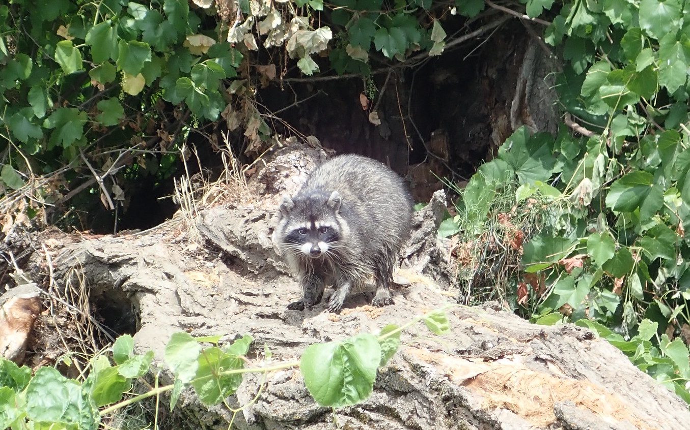 Fat Marine The Raccoon