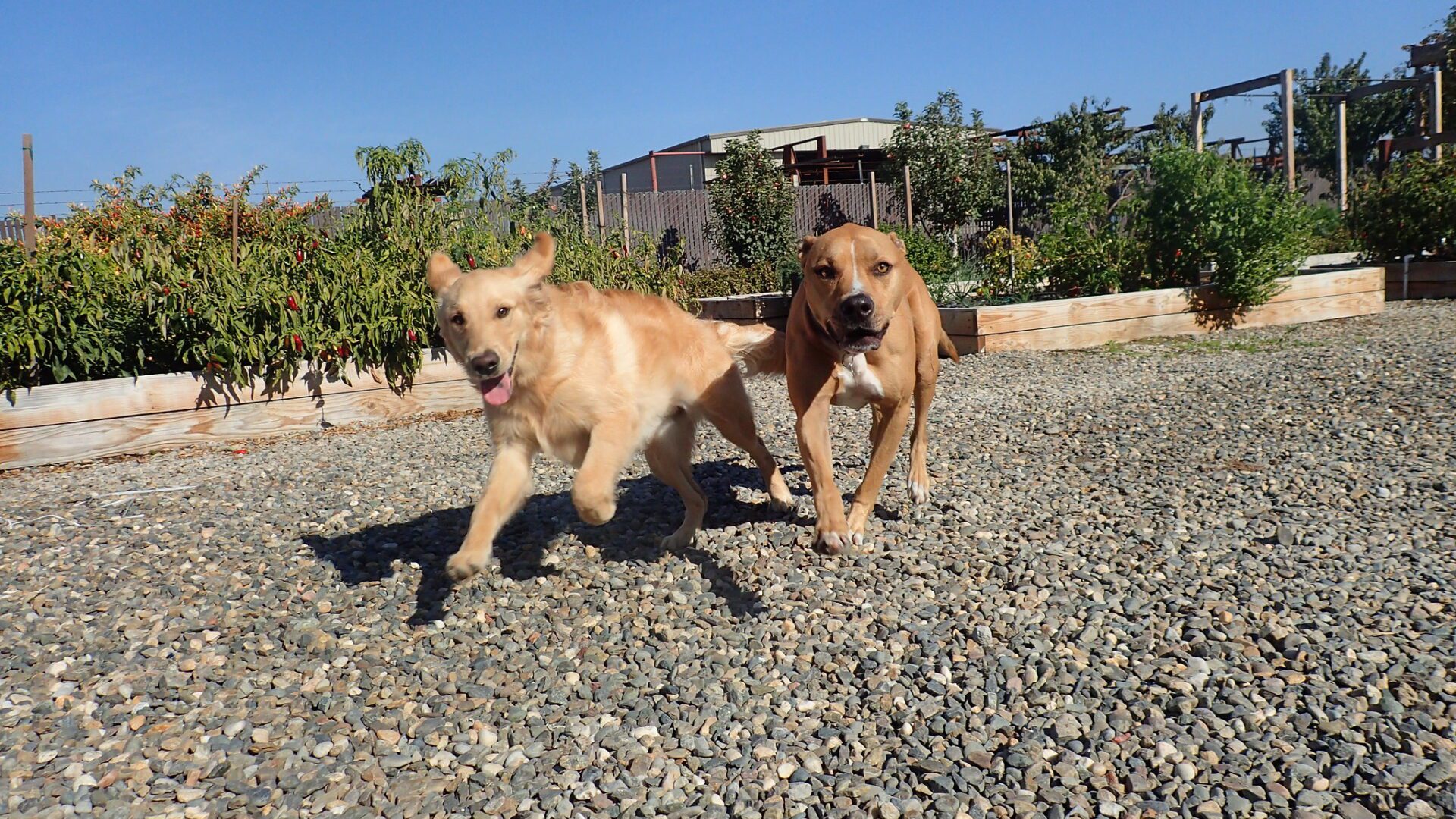 Hatch - FISHBIO | Fisheries Consultants