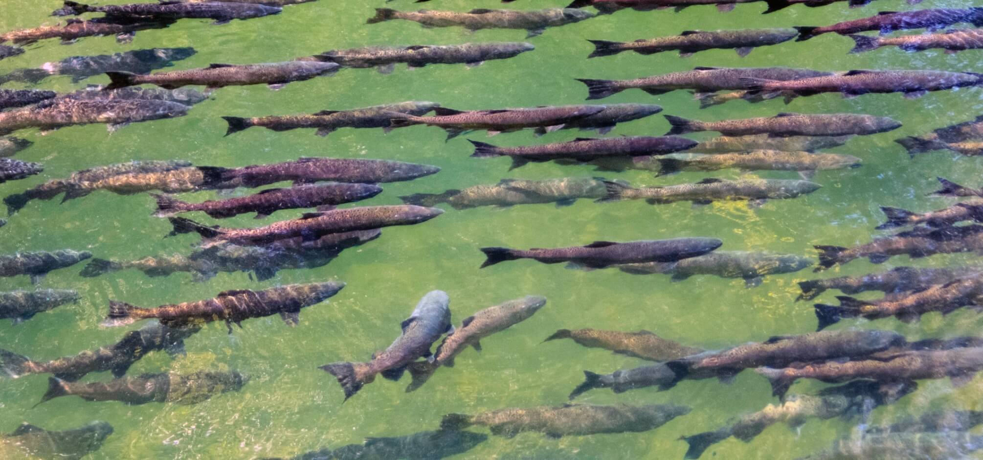 News - FISHBIO | Fisheries Consultants