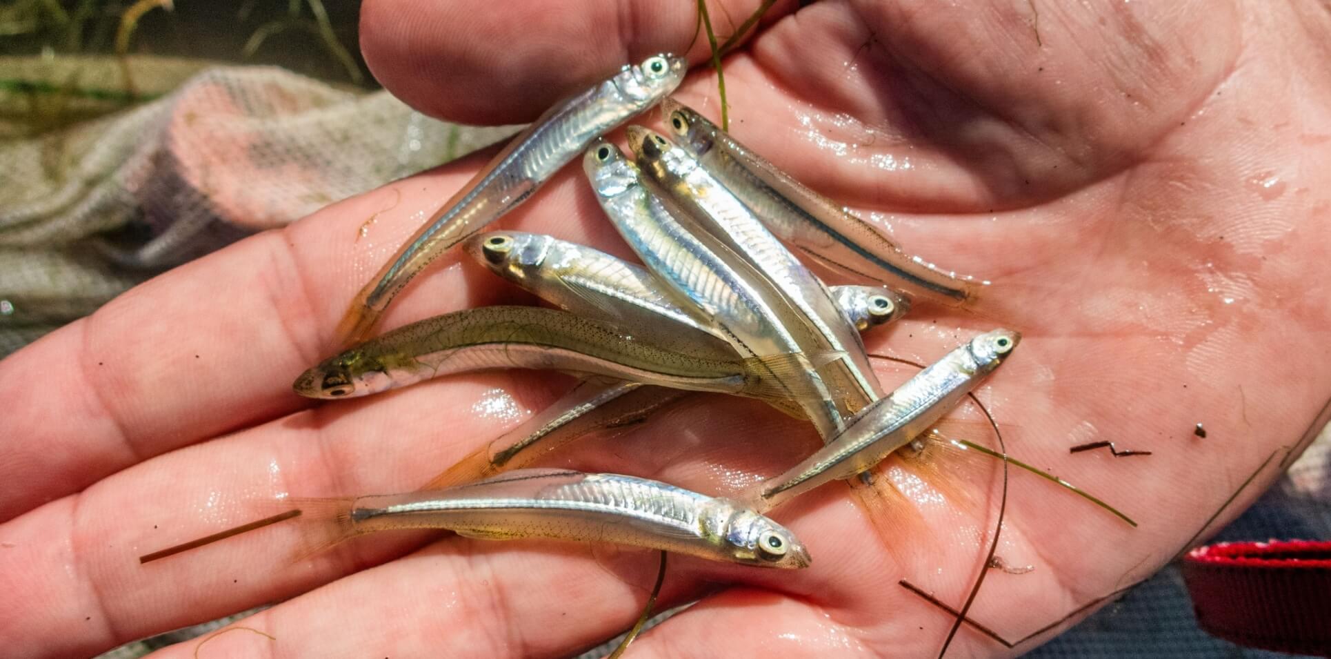 FISHBIO Publications - FISHBIO | Fisheries Consultants