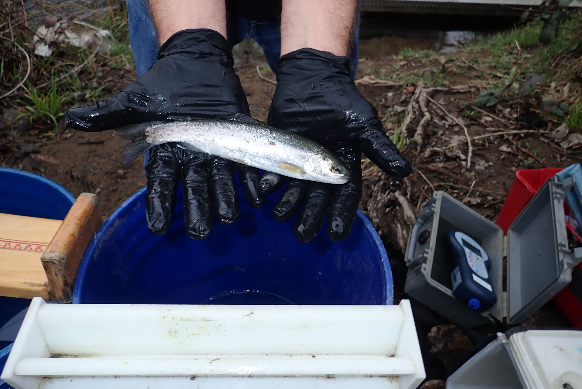 Research - FISHBIO | Fisheries Consultants