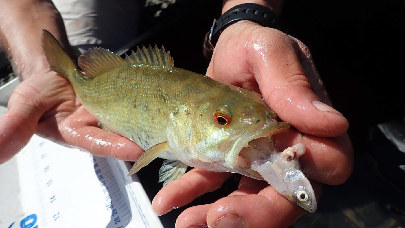 Research - FISHBIO | Fisheries Consultants