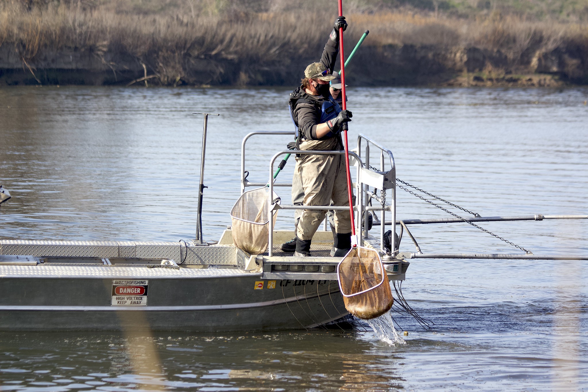 Electrofishing Surveys of Non-Native Fishes in the South Delta ...