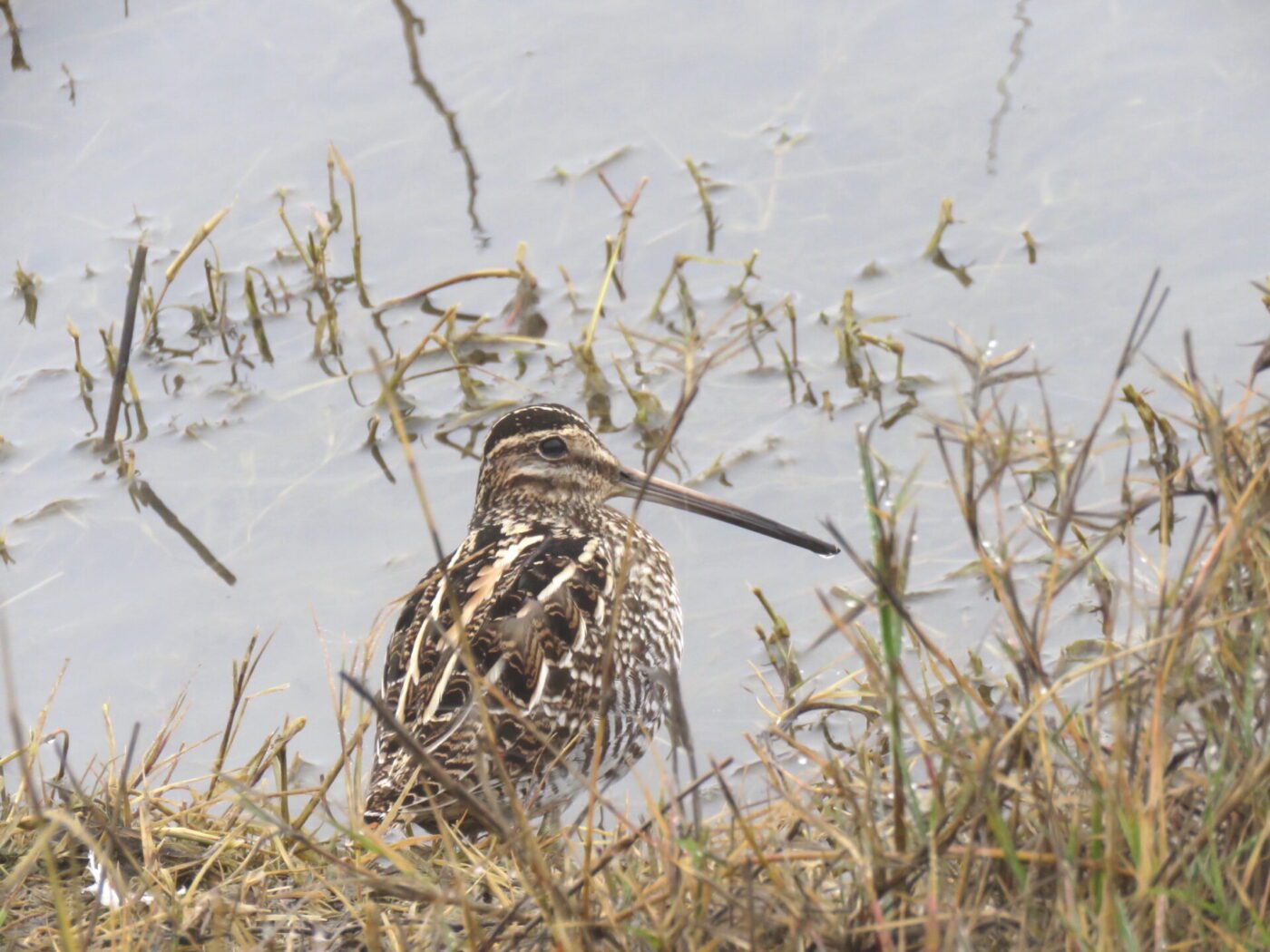 The Secretive Wilson's Snipe - FISHBIO | Fisheries Consultants