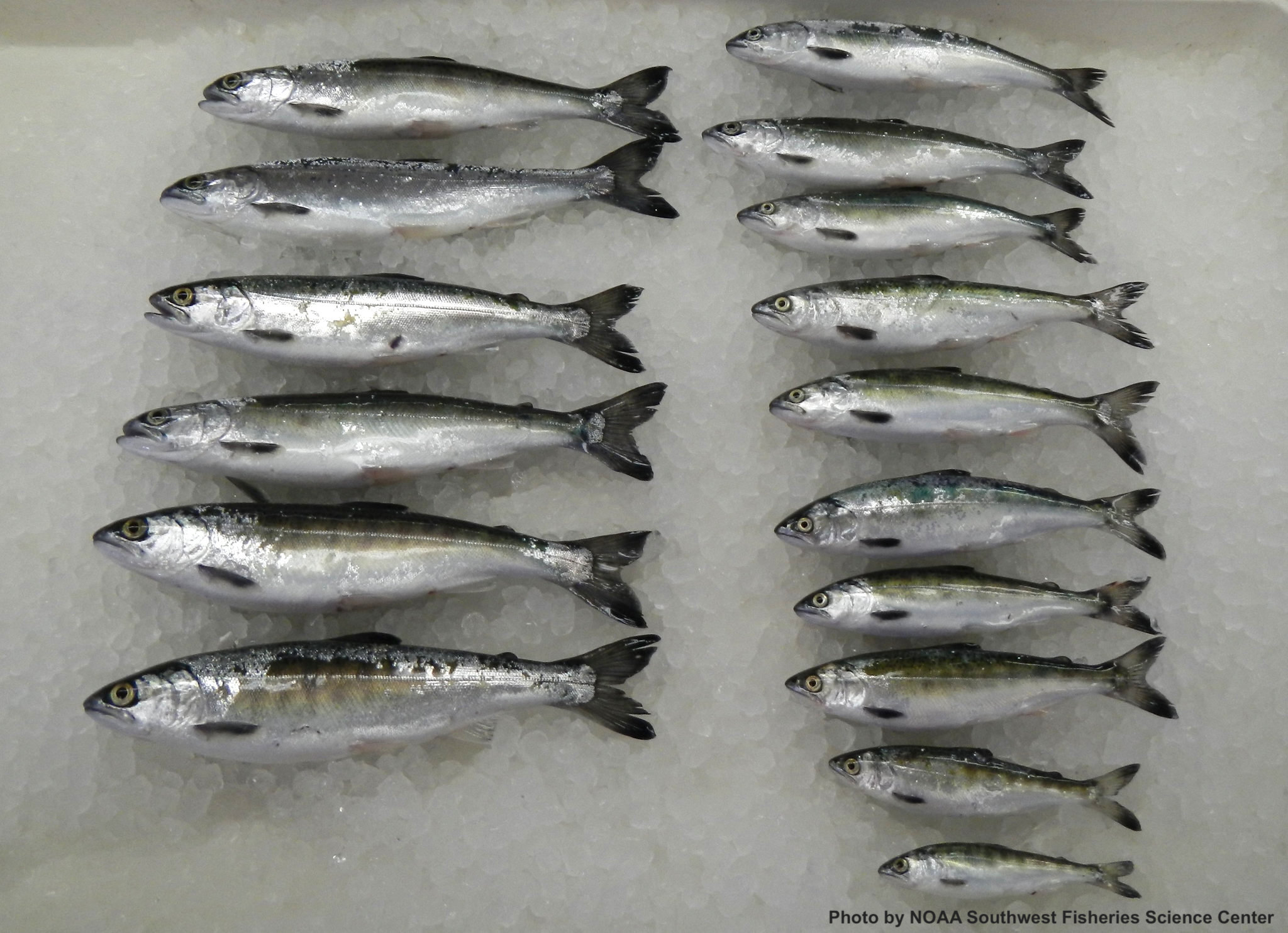Salmon in the Sea: Recent Research on Salmon Ocean Ecology - FISHBIO ...