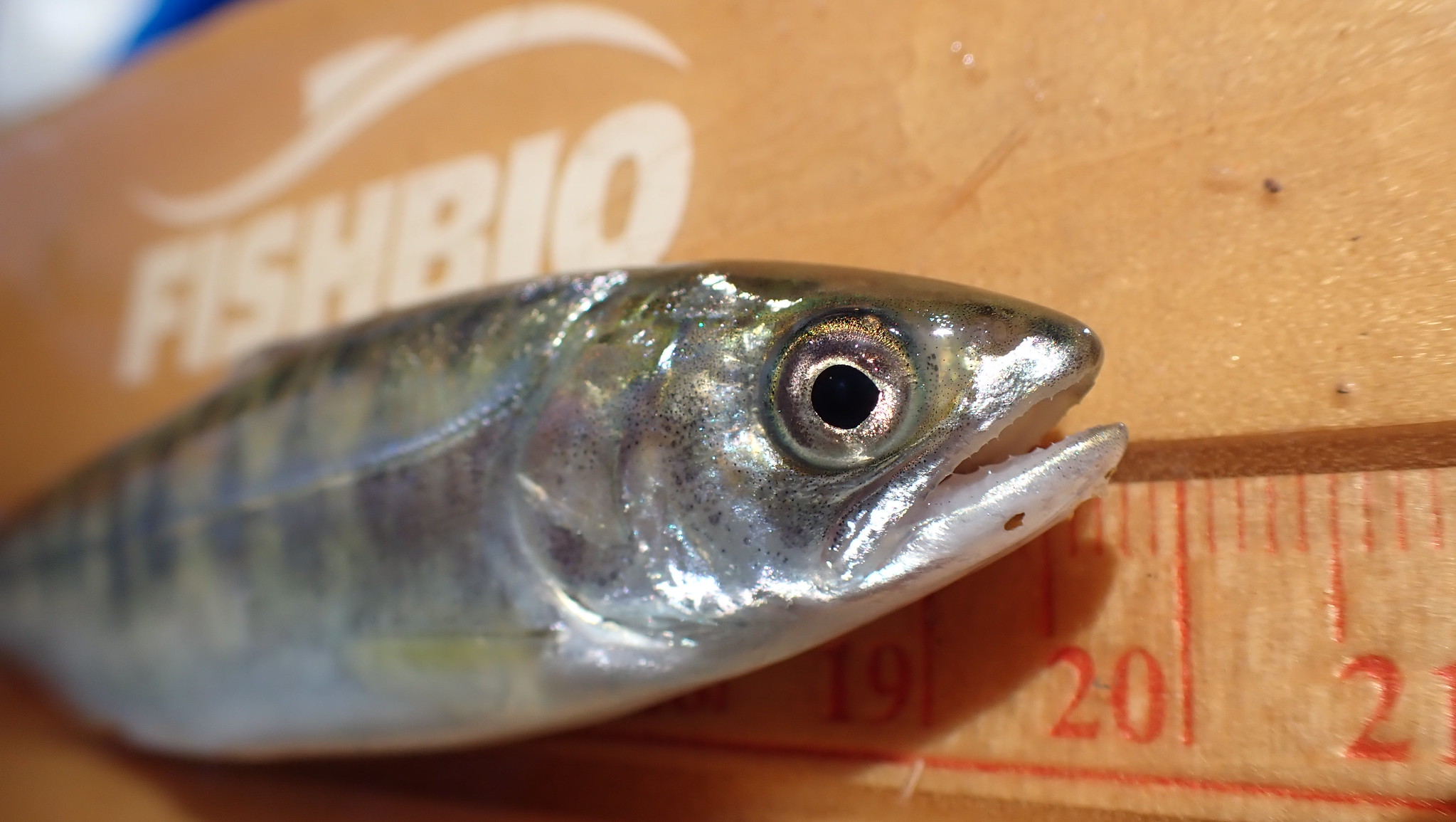 Refuel on the Run: Winter-Run Chinook Migration in a Changing River ...
