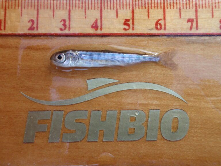 Symposium Tackles The Mysteries Behind Thiamine Deficiency - FISHBIO ...