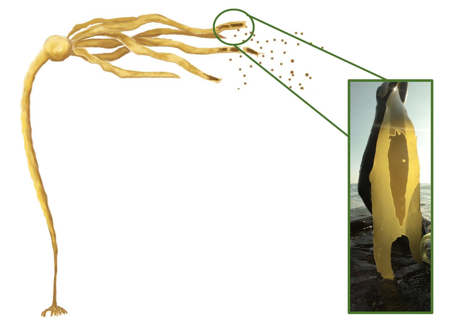 Providing a Kelp-ing Hand: FISHBIO Takes on Kelp Restoration - FISHBIO ...