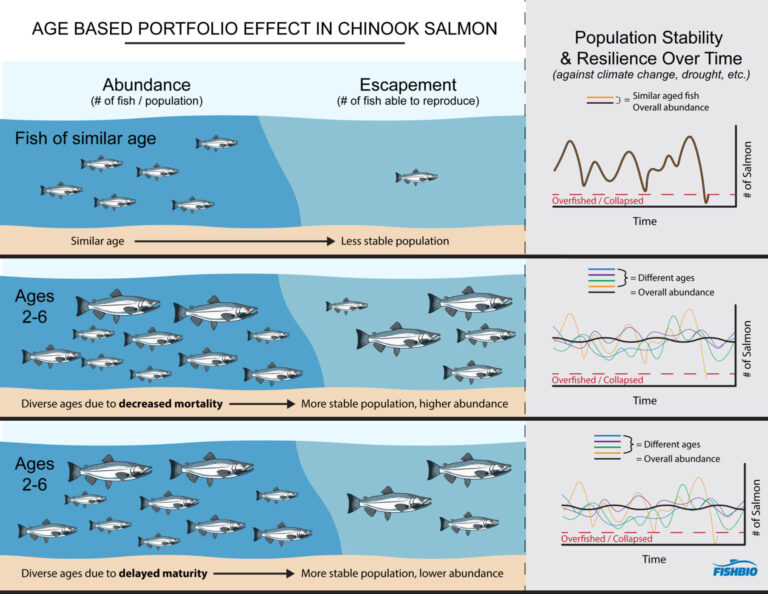 A Diverse Salmon Portfolio: Variation in Age Structure Builds ...
