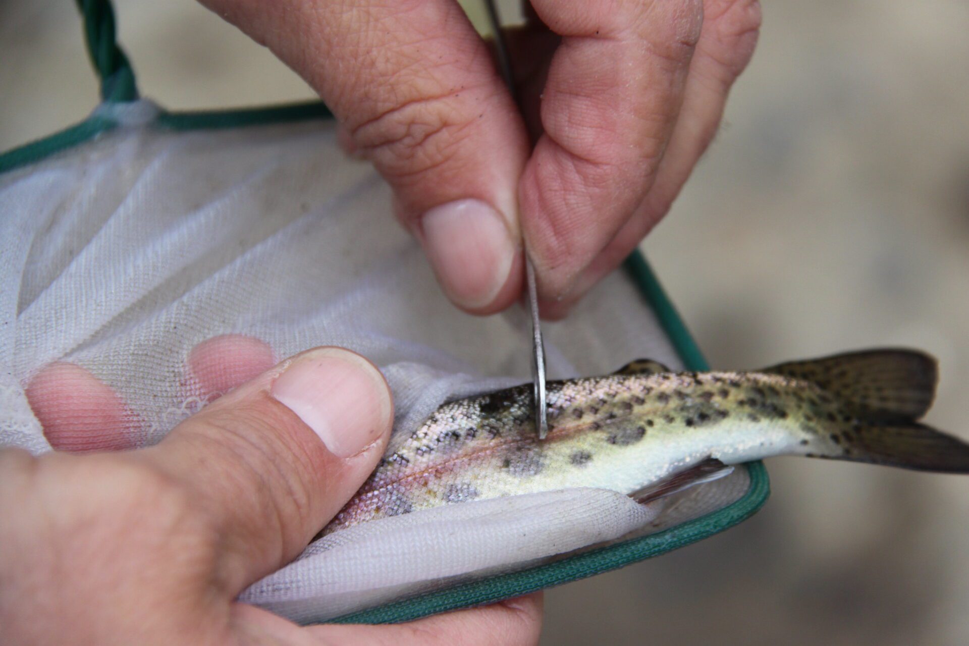 Bringing the Lab to the Field – CRISPR Technology Rapidly Identifies ...