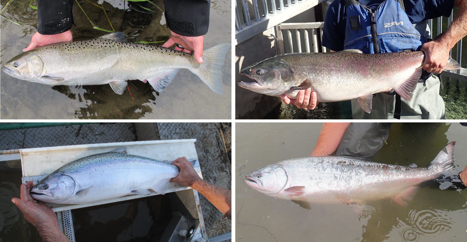 Bringing the Lab to the Field – CRISPR Technology Rapidly Identifies ...