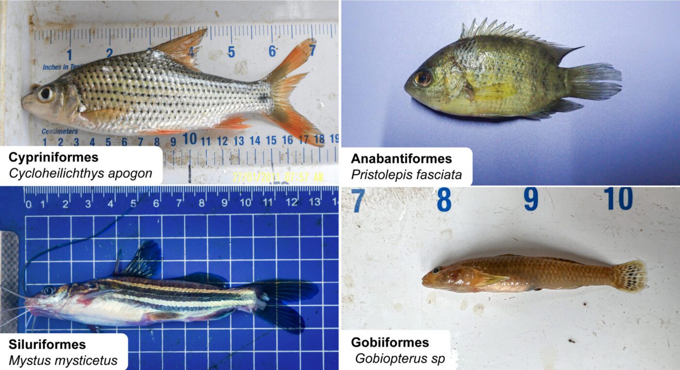Next-gen Mekong Monitoring: Using eDNA to Measure Fish Diversity in ...