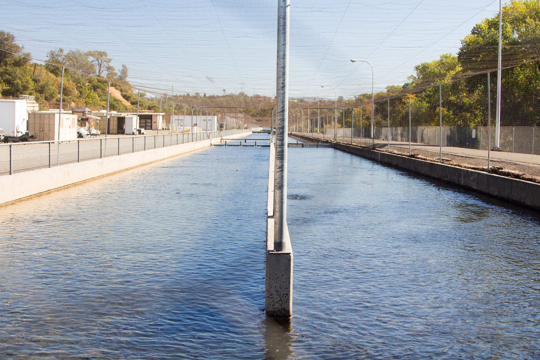 Bugs and Guts: How the Gut Microbiome Helps Fish (and Human) Hosts ...