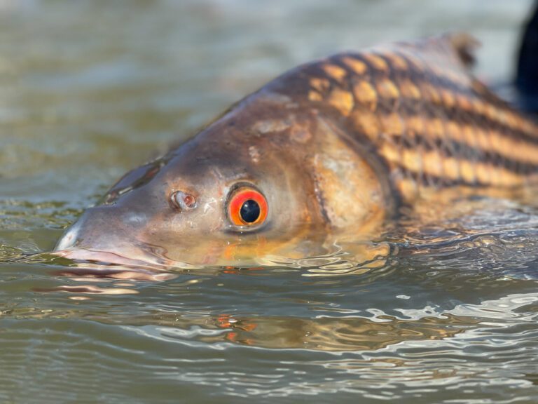 Remembering the Forgotten: WWF Report Brings Overlooked Mekong Fish ...